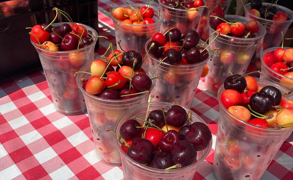 The Cherry Fest Is Back in Town | Features | Northern Express