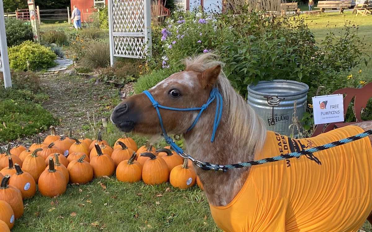 Running for the Horses | Features | Northern Express