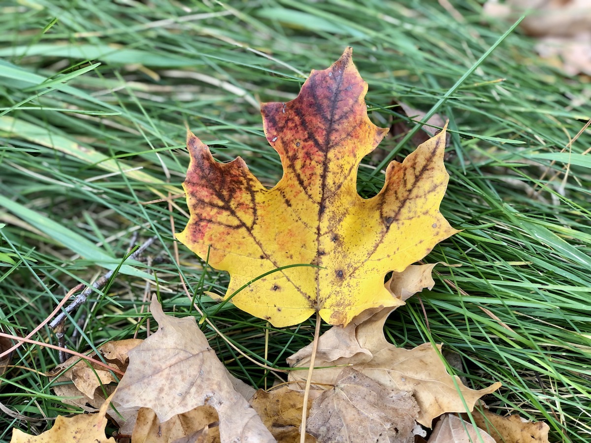 Turning Over a New Leaf | Features | Northern Express