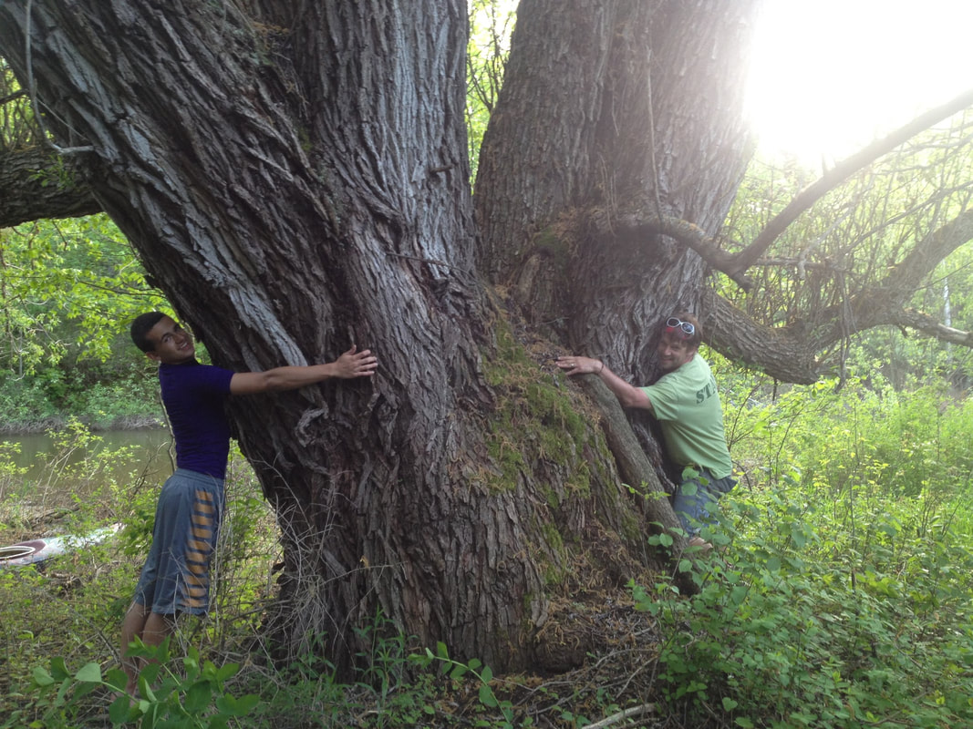 Big Old Trees | Features | Northern Express