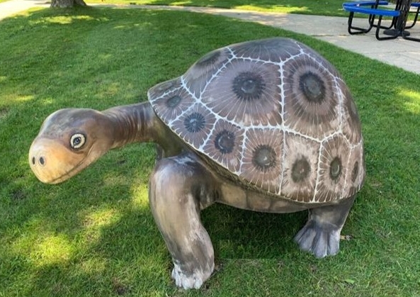 Turtles, Turtles, Everywhere! | Features | Northern Express