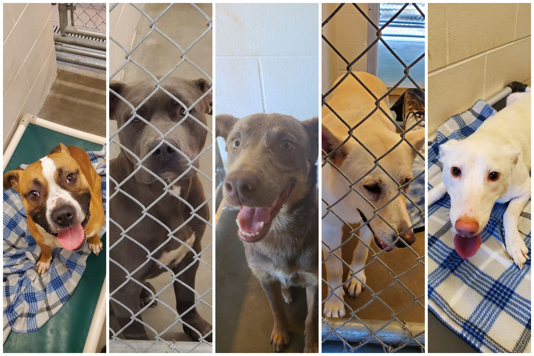 Dogs On The Loose: Animal Control's Workload No Treat | The Ticker