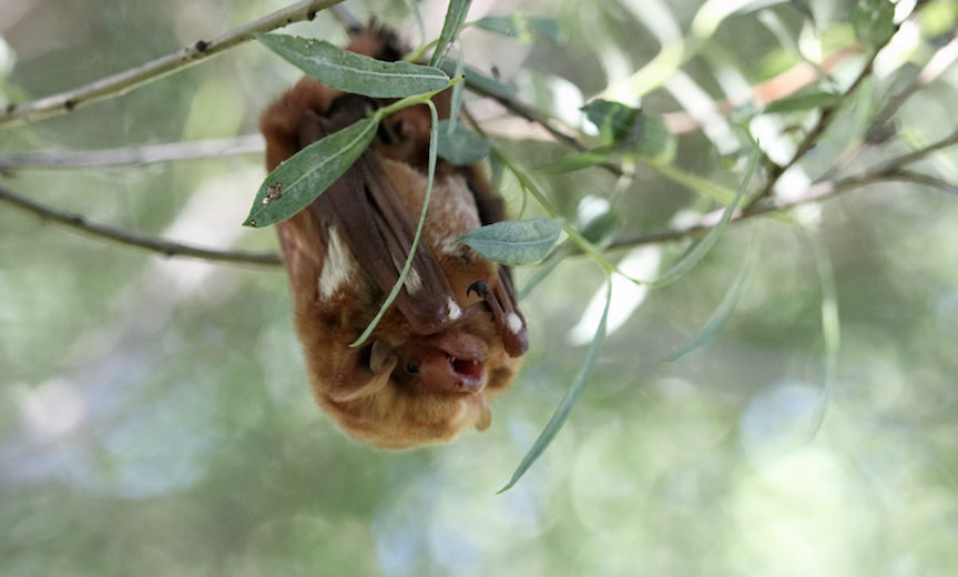 A Nightmare For Michigan Bats? | The Ticker