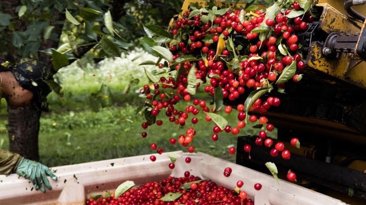 Inside the Country's Largest Tart Cherry Operation | The Ticker