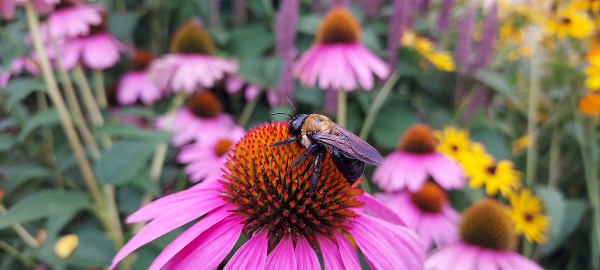 The Up North Garden Guide: Plants, Soils, Climate Changes, and More ...