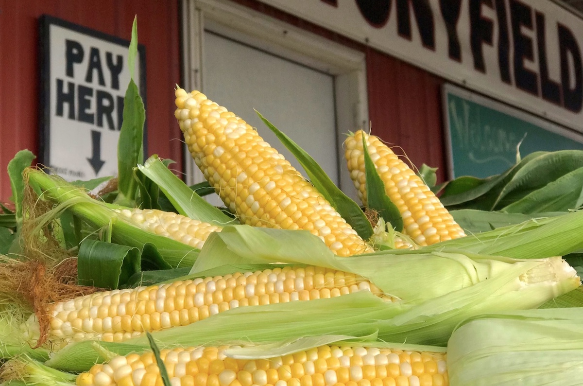 Corn Fields Forever | Food | Northern Express