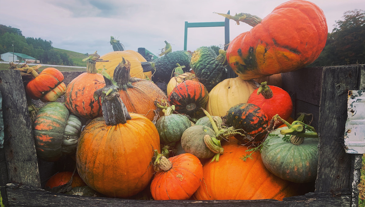 Fall on the Farm: What local farmers are harvesting and growing this ...