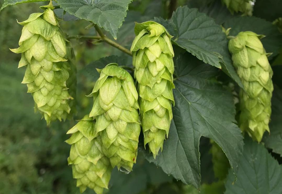 Shade Falls On Michigan Hops Industry | The Ticker