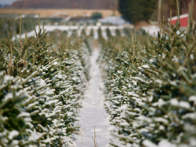 Oh, Christmas Tree! | Features | Northern Express
