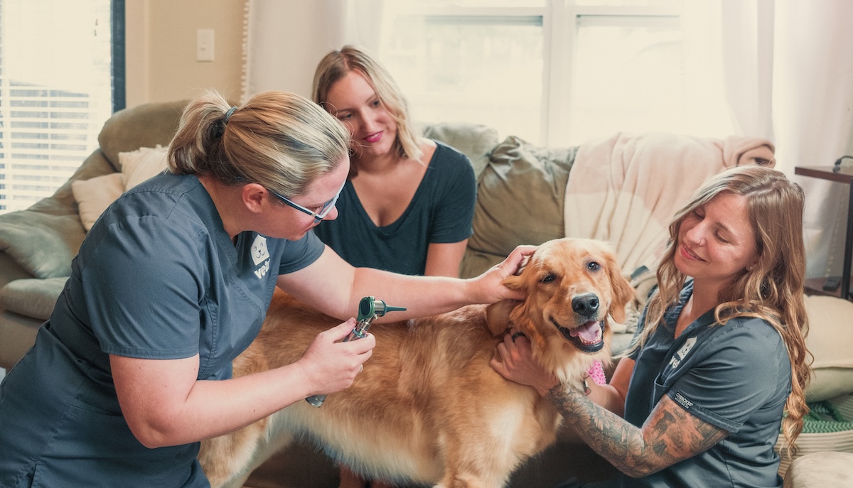 Home Is Where the Vet Is: Vetr Plans to Expand into Northern Michigan ...