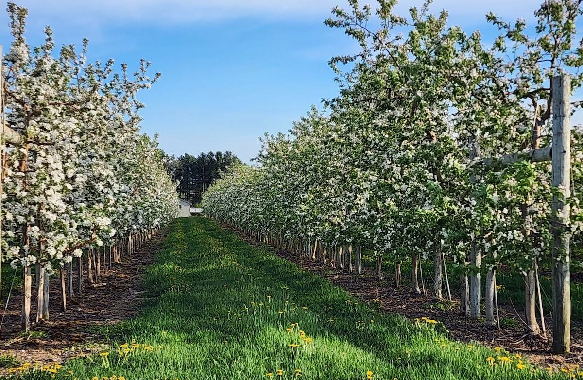 What’s Happening in Cherry Land? | Features | Northern Express