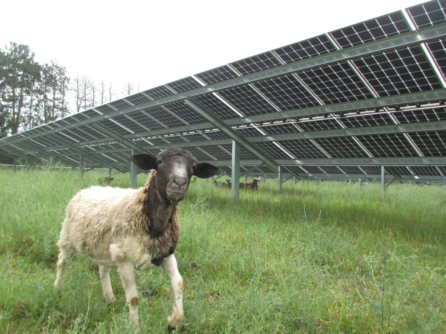Sheep & Solar Panels: The Solution For Struggling Local Farms? | The Ticker