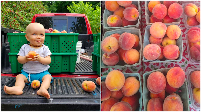 Peaches Are Ripe On The Peninsula; Here’s Where To Find Them | The Ticker