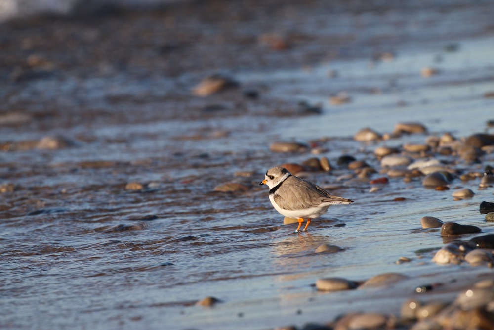 An Unexpected Summer For The Plover At Sleeping Bear Dunes | The Ticker