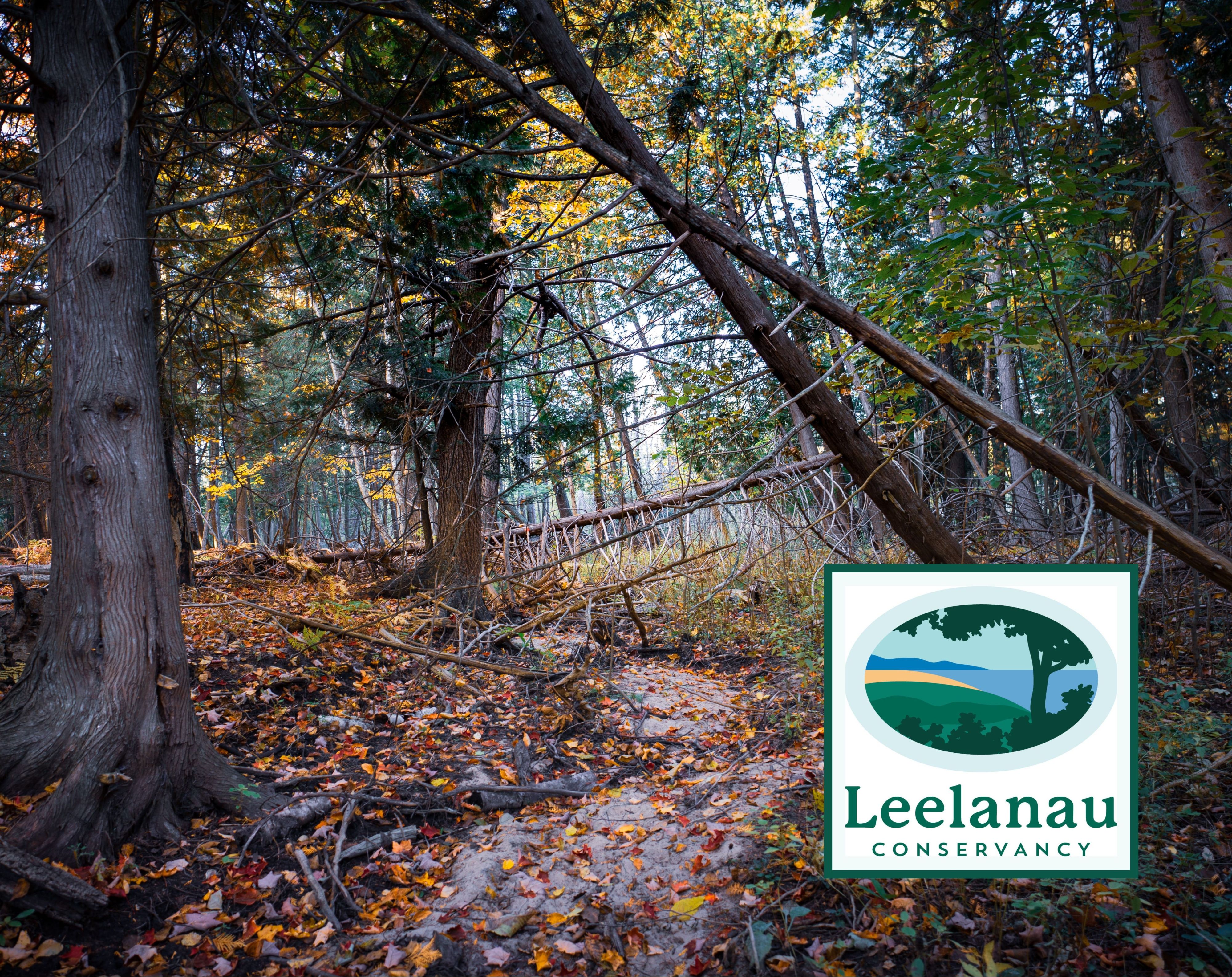A Look at 'Phyl's Forest:' New Leelanau Conservancy Preserve Packs An ...