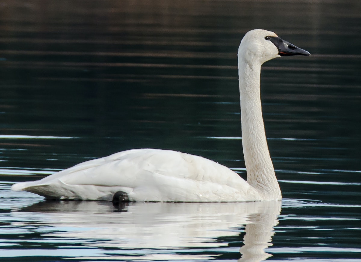 Seven Swans A Swimming: Leelanau’s Christmas Bird Count Numbers Are In ...