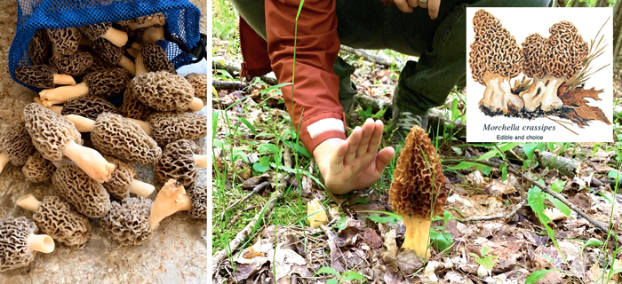 Leelanau's Morels Have Arrived | The Ticker