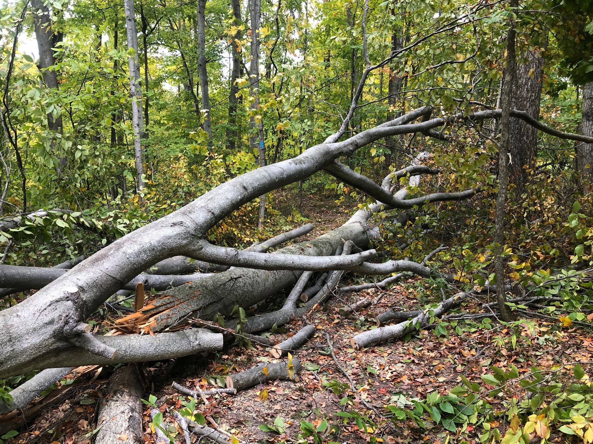 Fragile Forest: How The Leelanau Conservancy Is Fighting To Save Our ...
